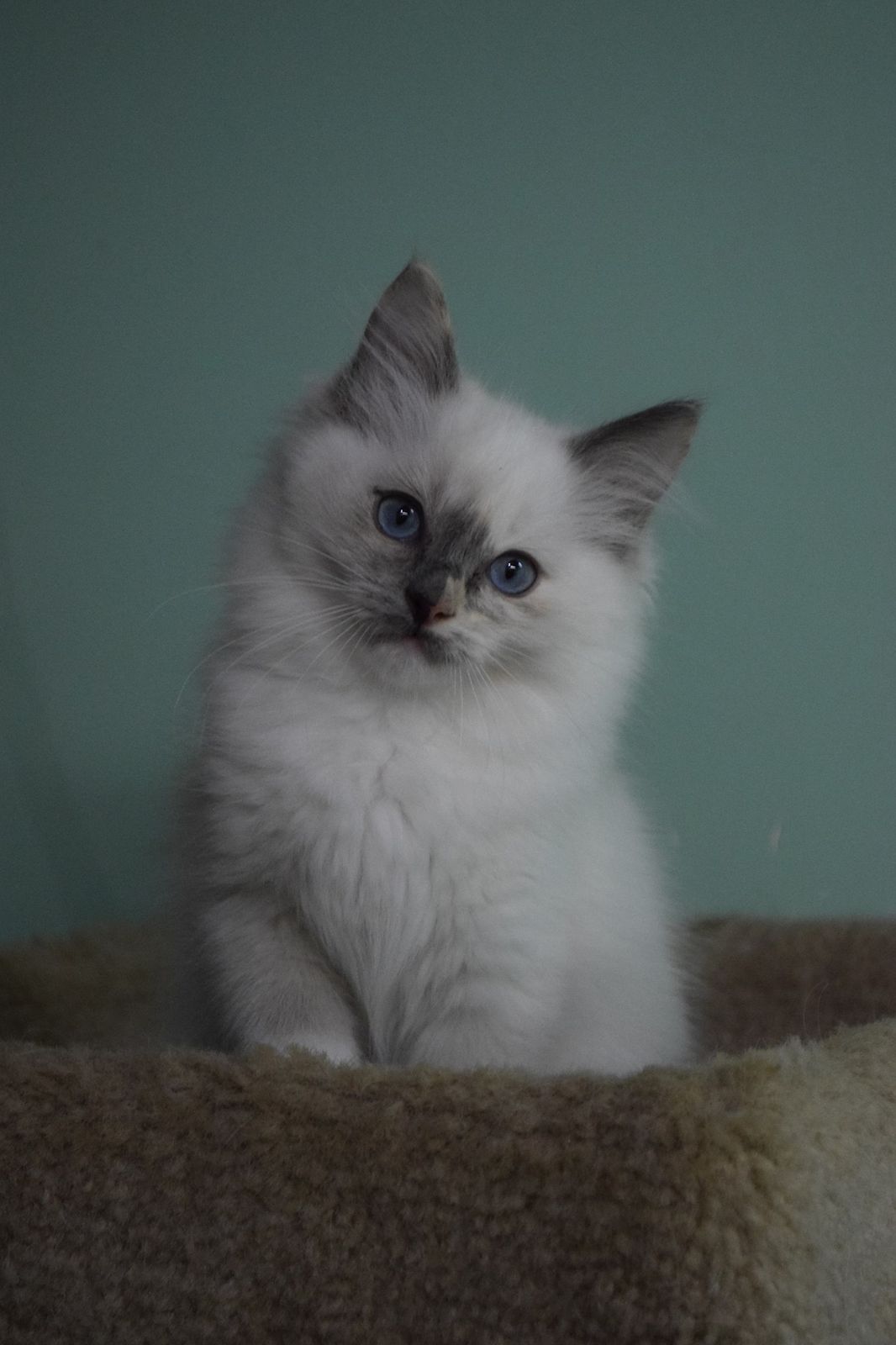 Ohemgee Cattery - Past Kittens