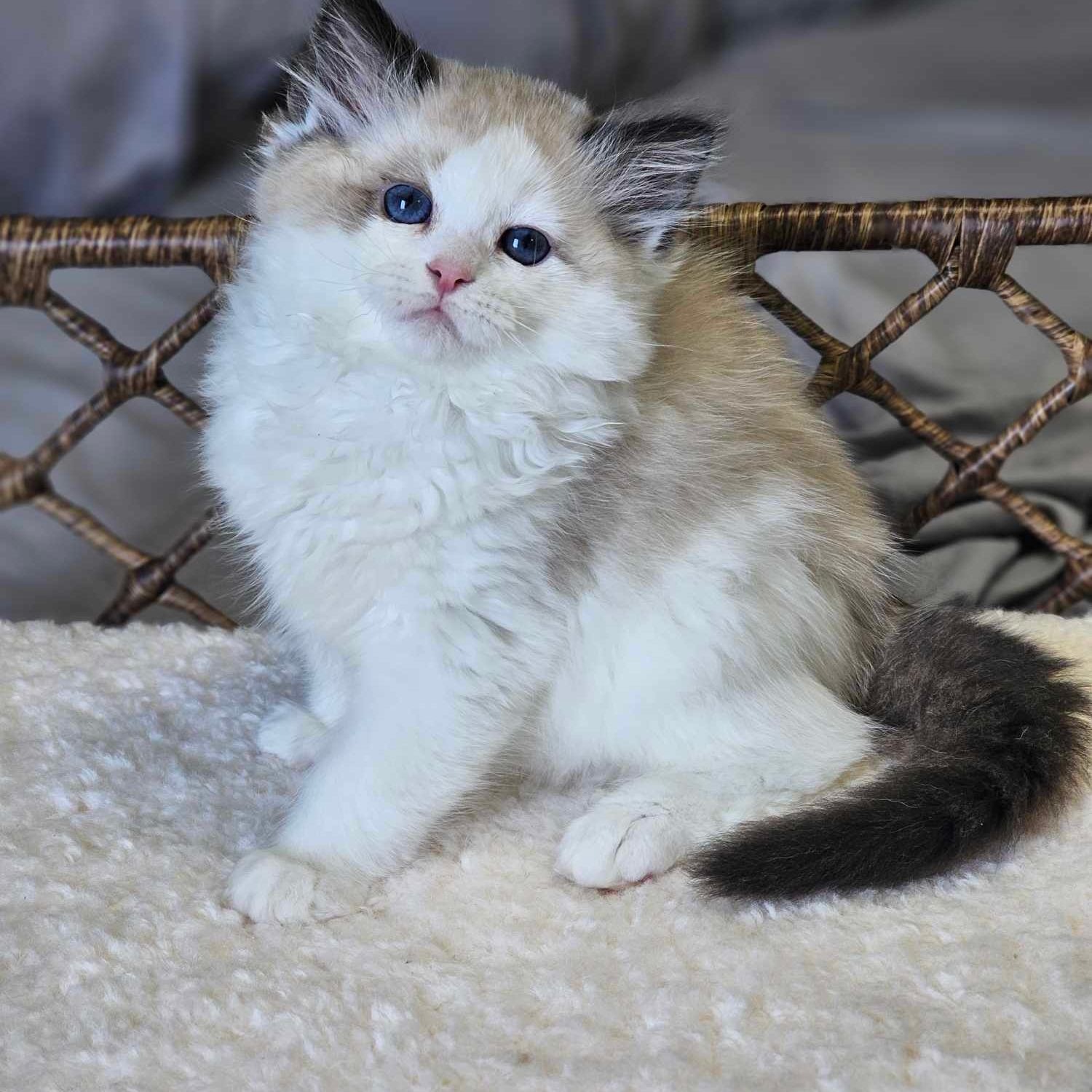 Ohemgee Cattery - Kittens and Pricing