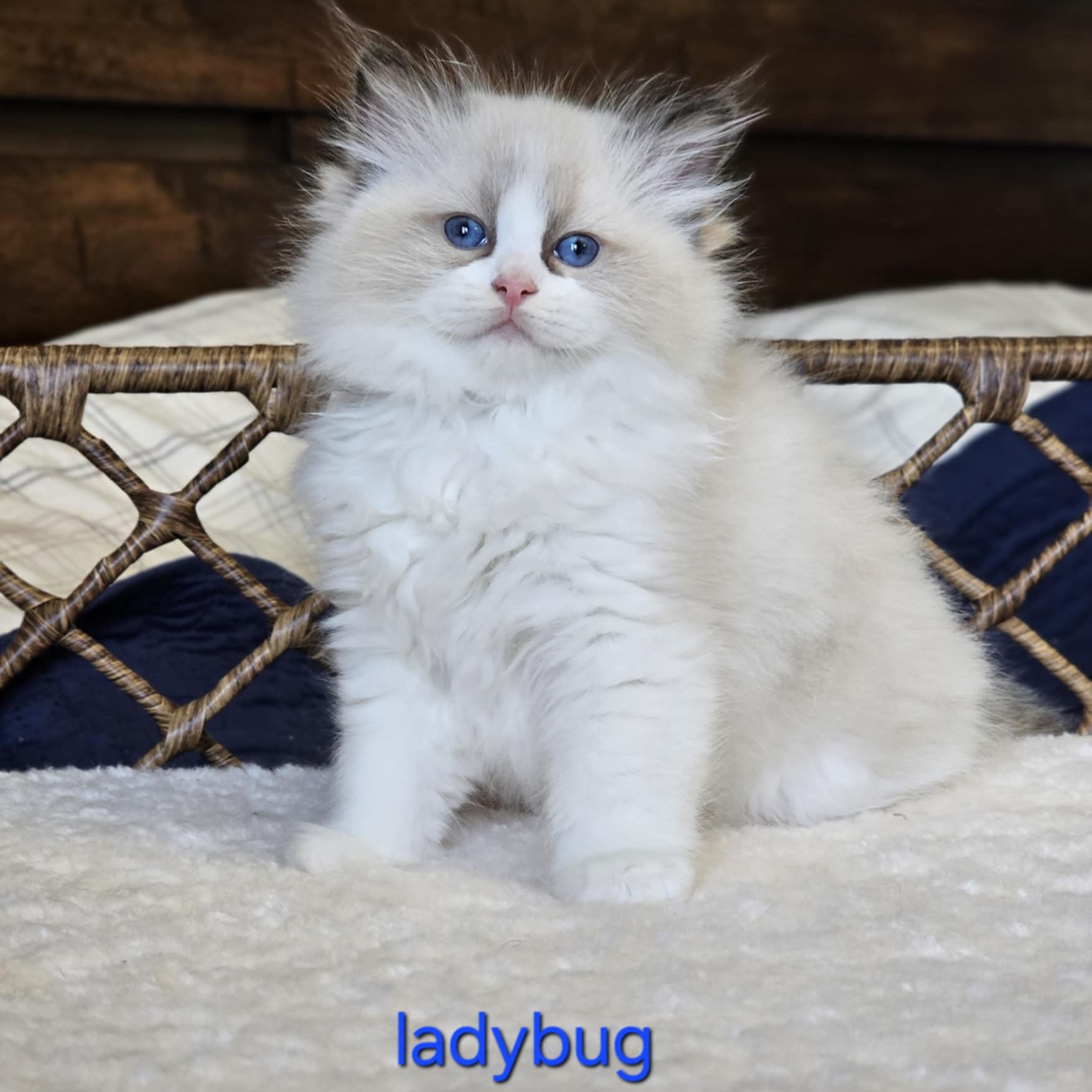 Ohemgee Cattery - Kittens and Pricing