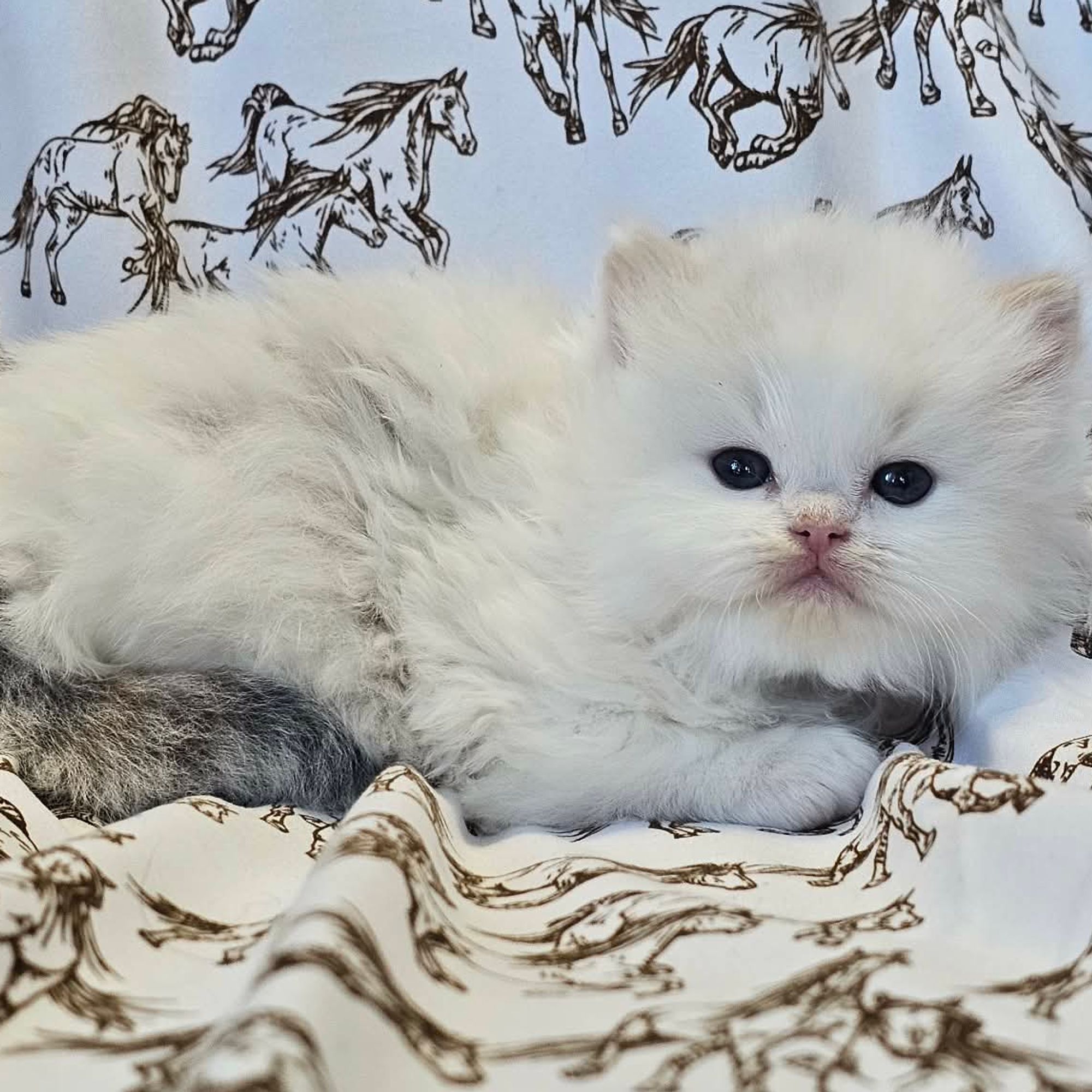 Ohemgee Cattery - Kittens and Pricing
