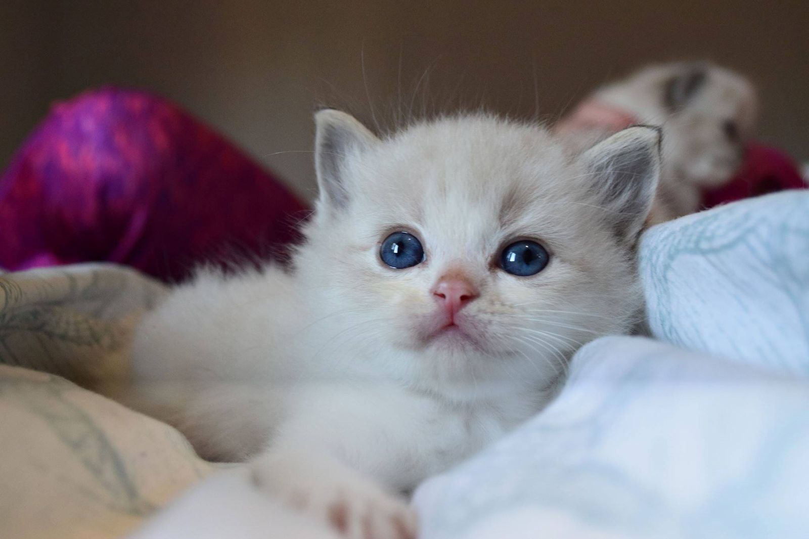 Ohemgee Cattery - Past Kittens