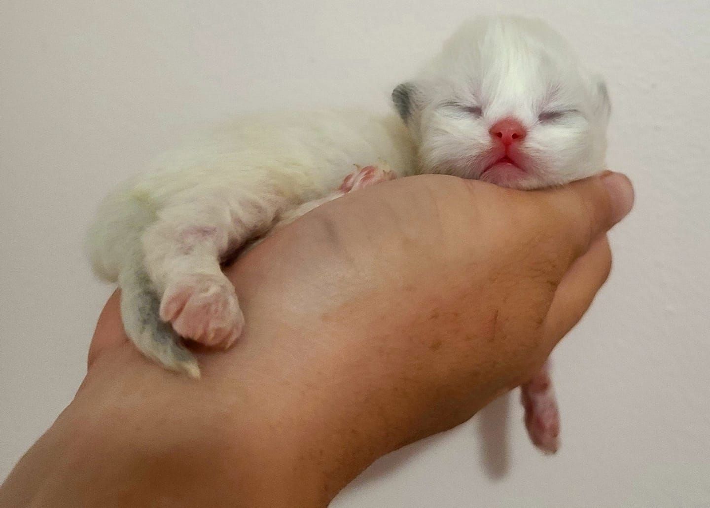 Ohemgee Cattery - breed info