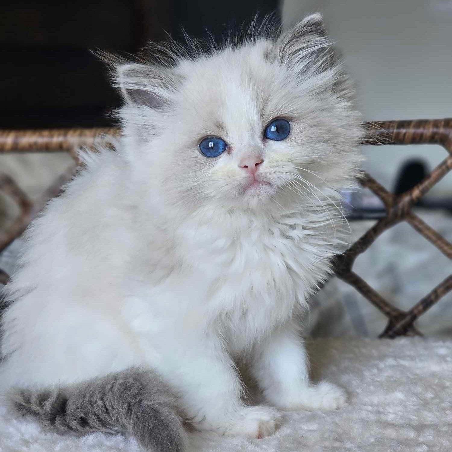 Ohemgee Cattery - Kittens and Pricing