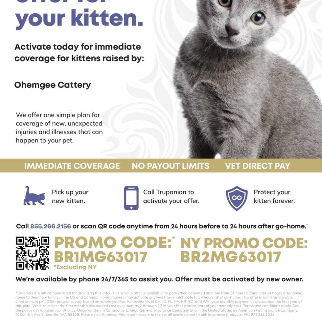 Ohemgee Cattery - Bringing home your new kitten