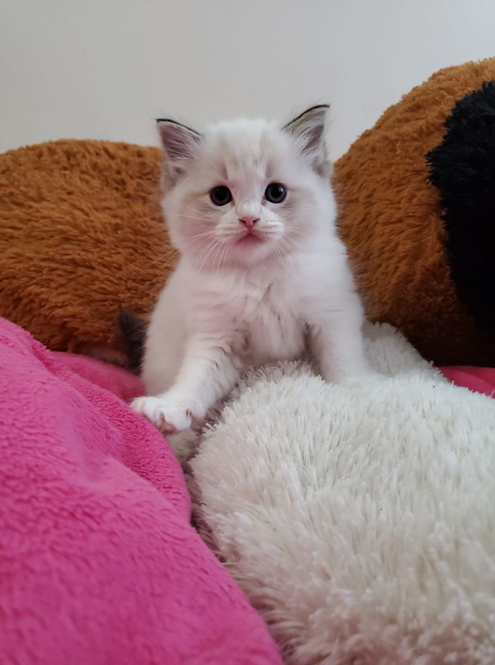 Ohemgee Cattery - Past Kittens