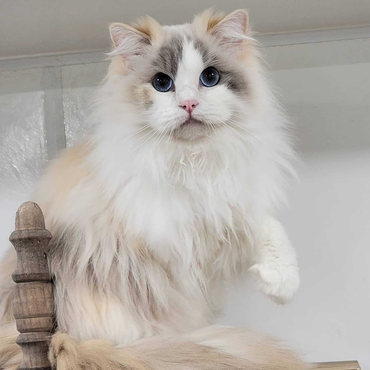 Ohemgee Cattery - breed info