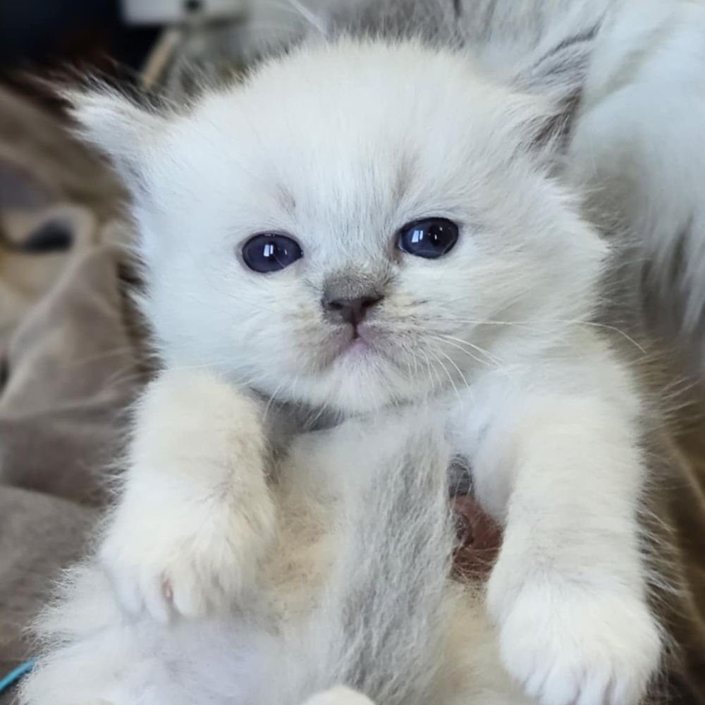 Ohemgee Cattery - Kittens and Pricing