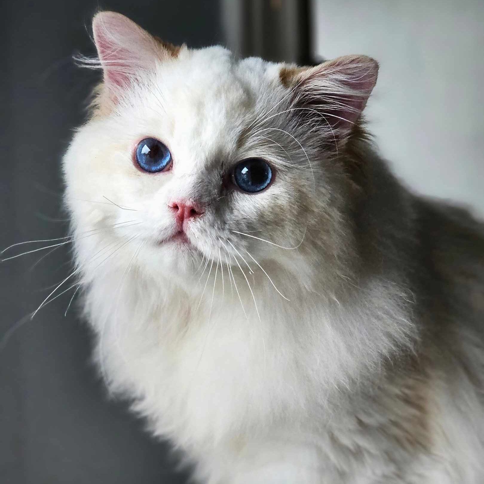 Ohemgee Cattery - Kings