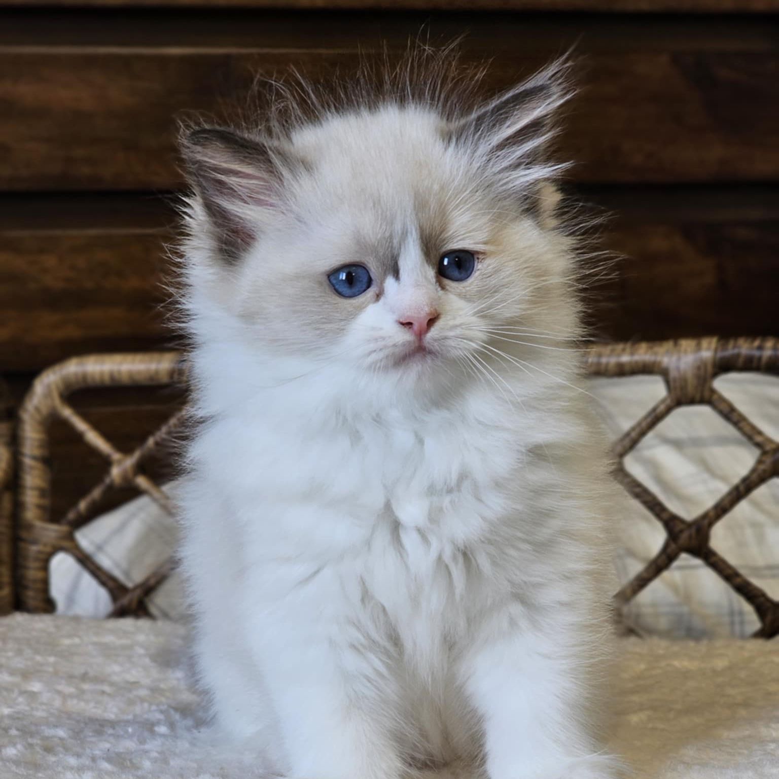 Ohemgee Cattery - Kittens and Pricing