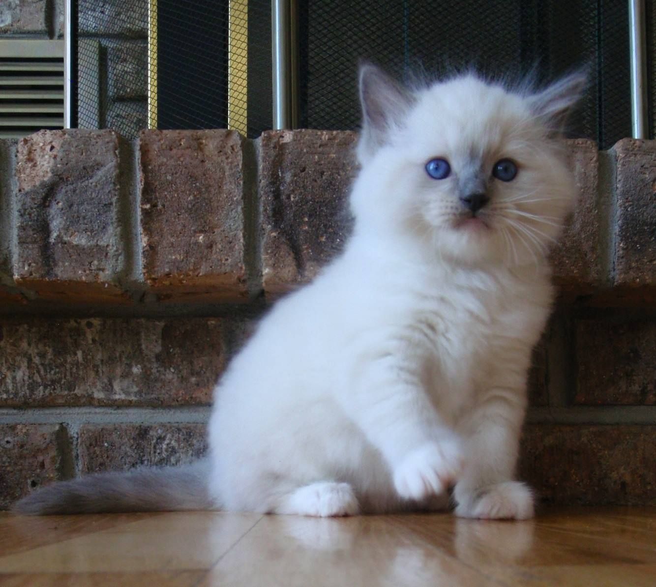 Ohemgee Cattery - Past Kittens