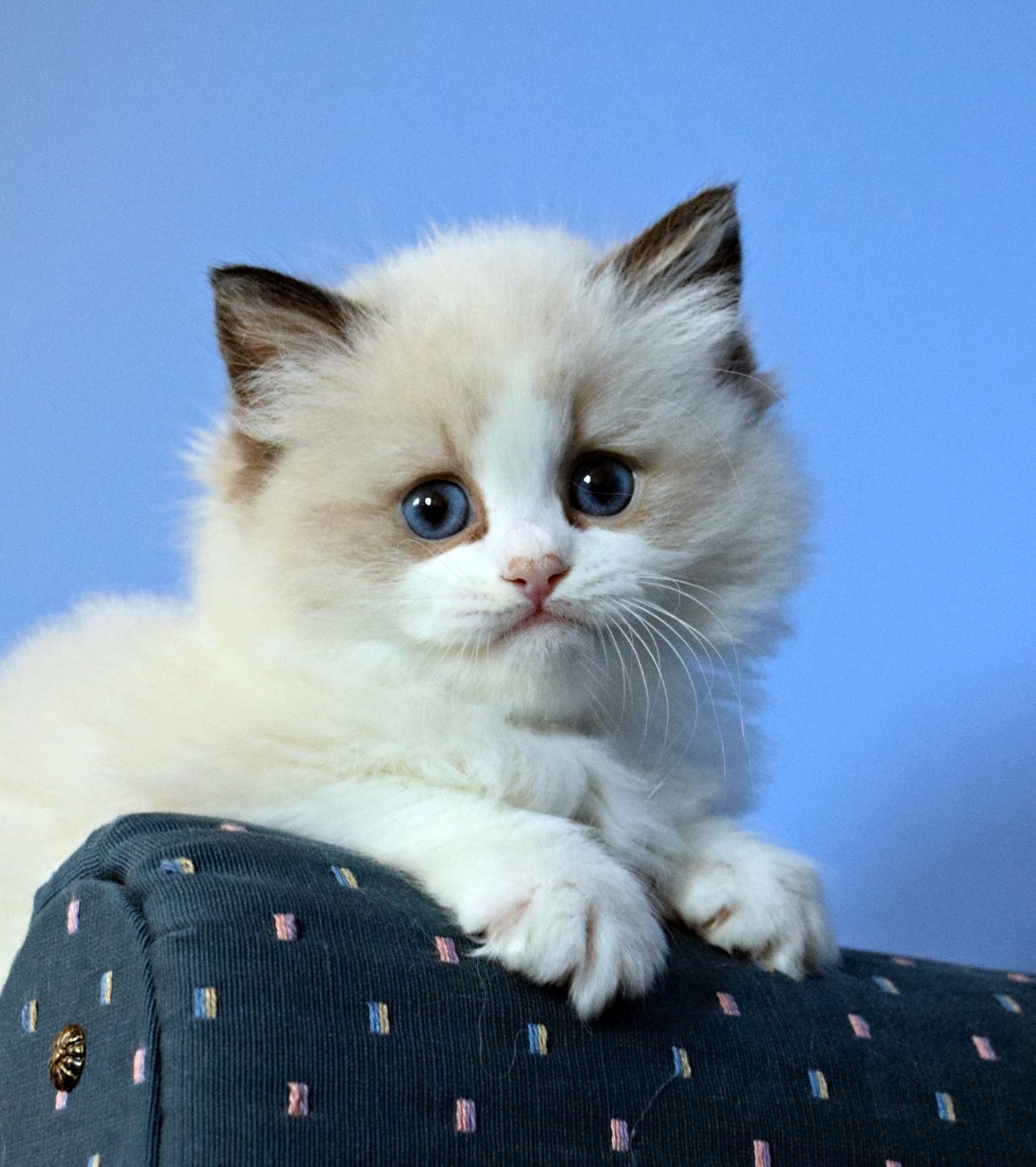 Ohemgee Cattery - Past Kittens