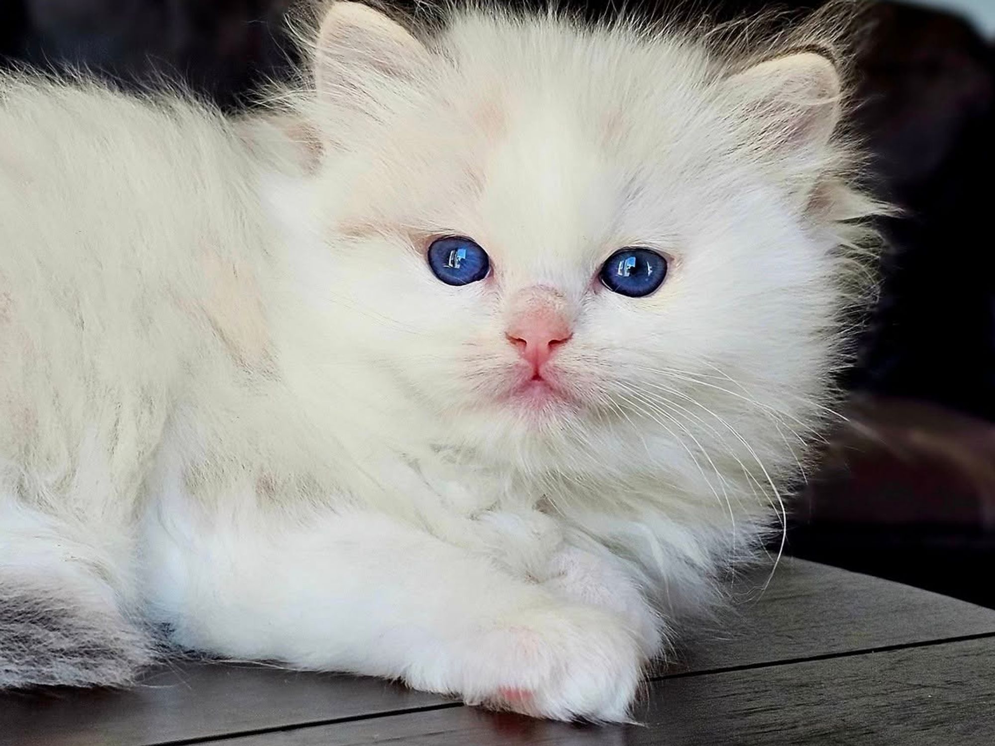 Ohemgee Cattery - Kittens and Pricing