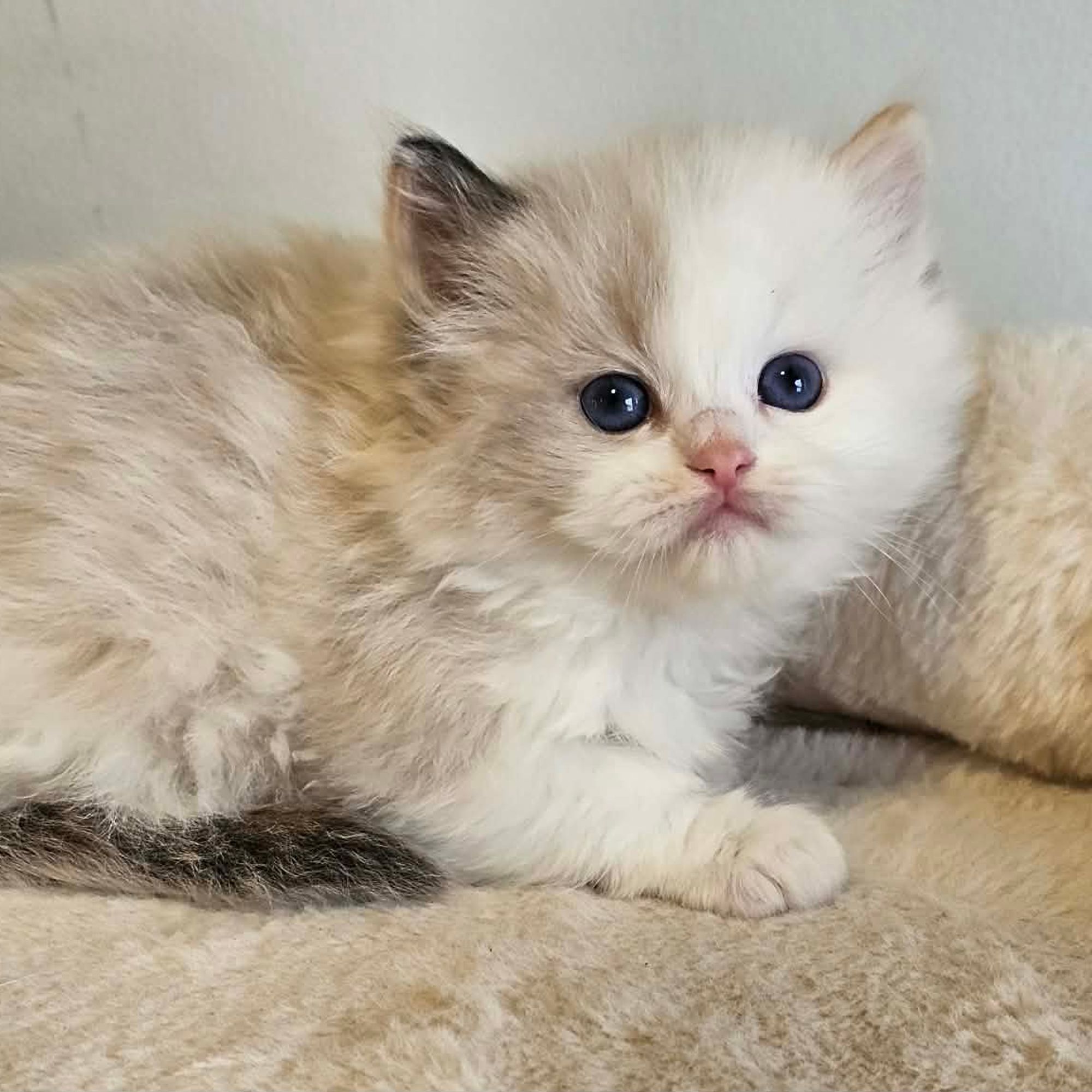 Ohemgee Cattery - Kittens and Pricing