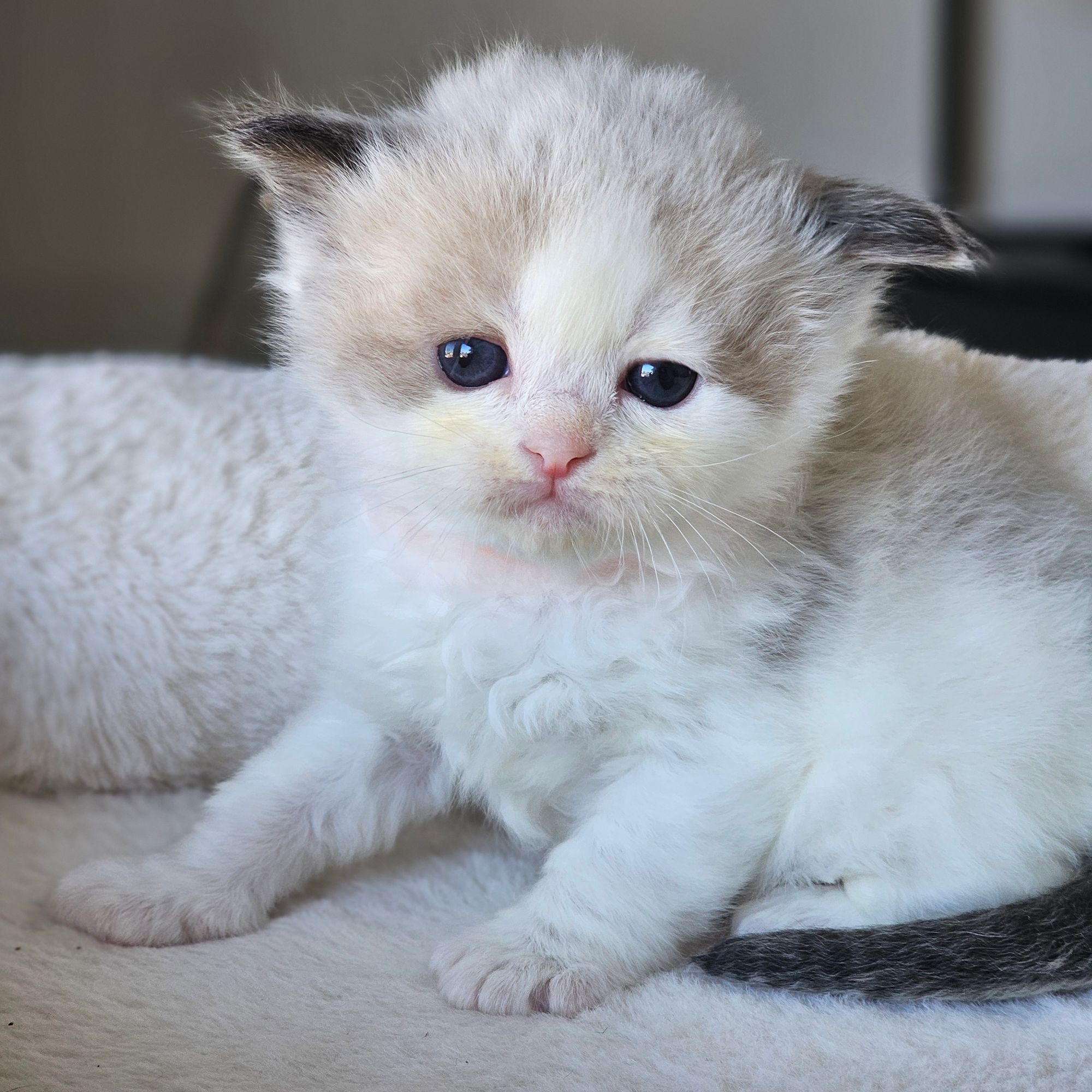 Ohemgee Cattery - Kittens and Pricing