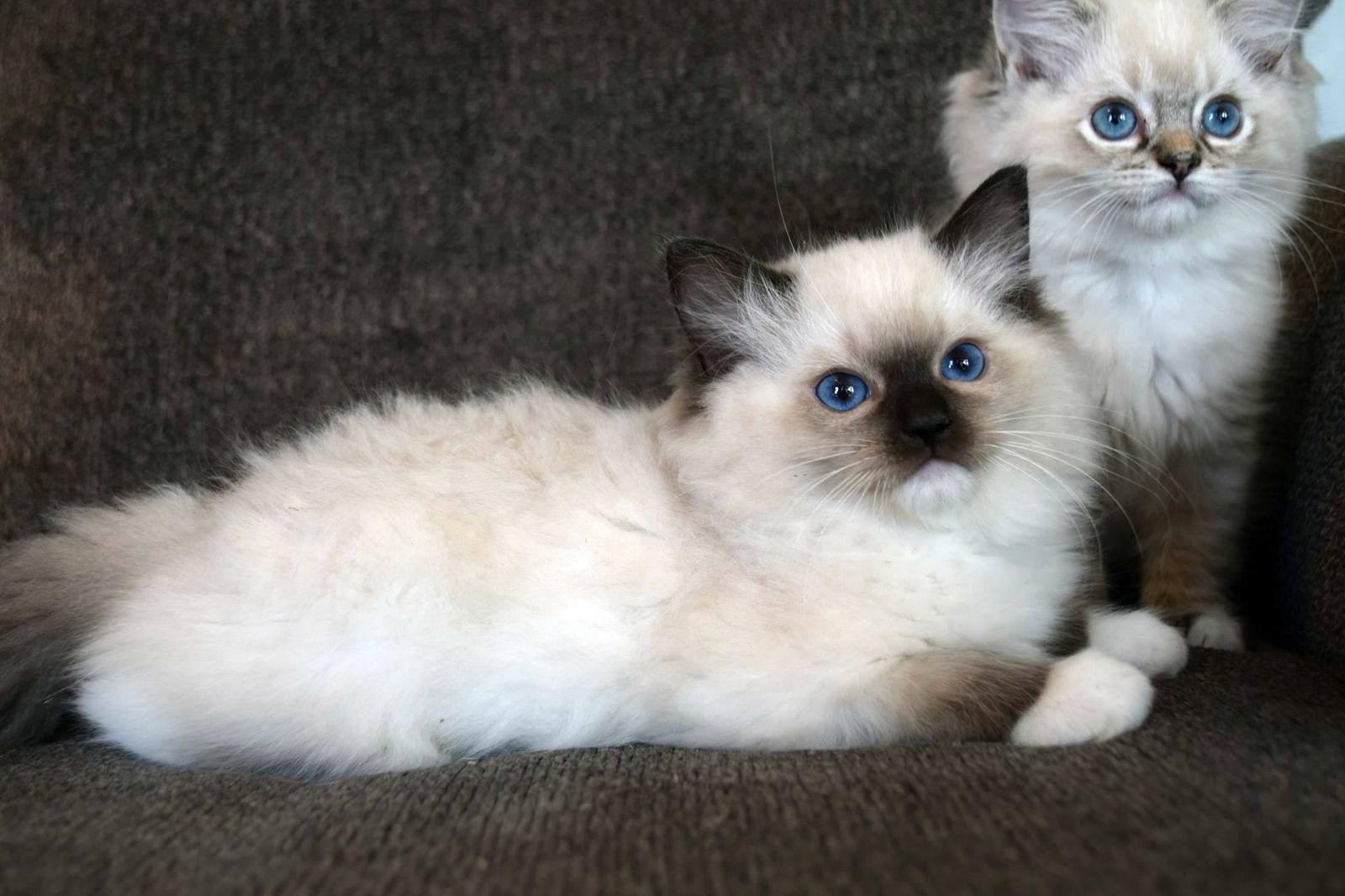 Ohemgee Cattery - Past Kittens