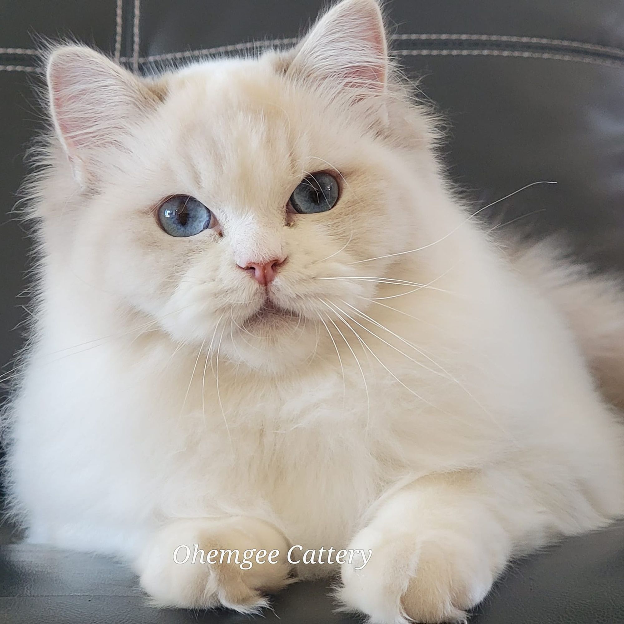 Ohemgee Cattery - Queens