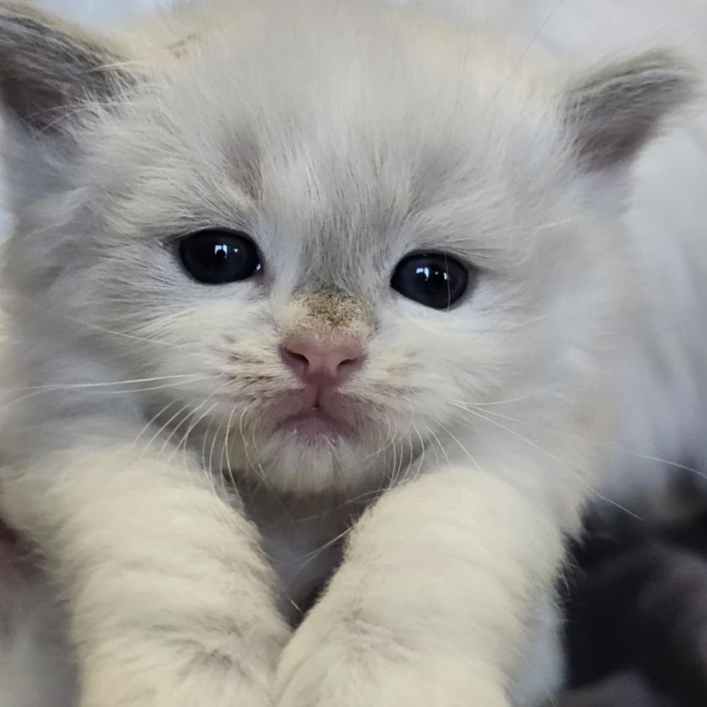 Ohemgee Cattery - Kittens and Pricing