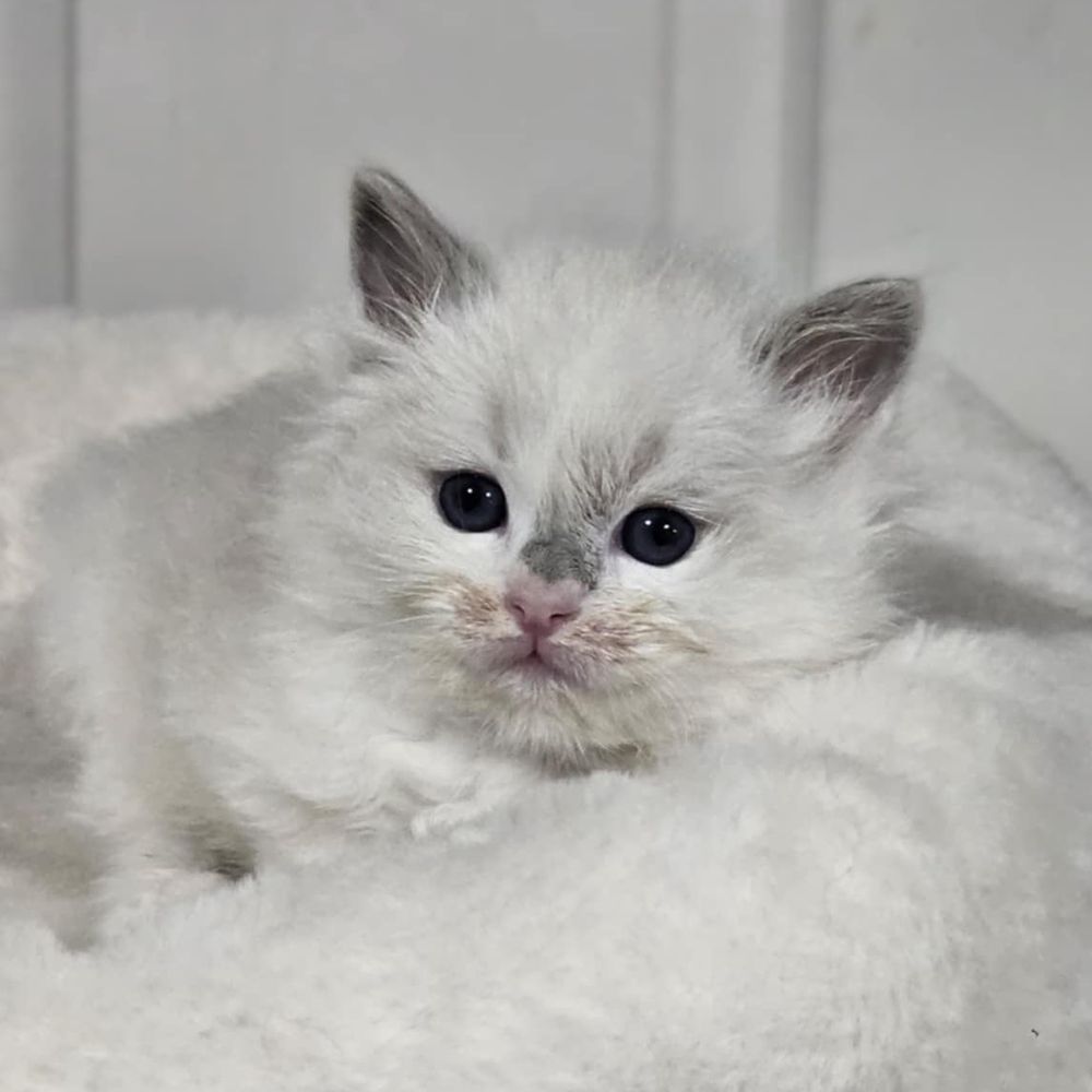 Ohemgee Cattery - Kittens and Pricing