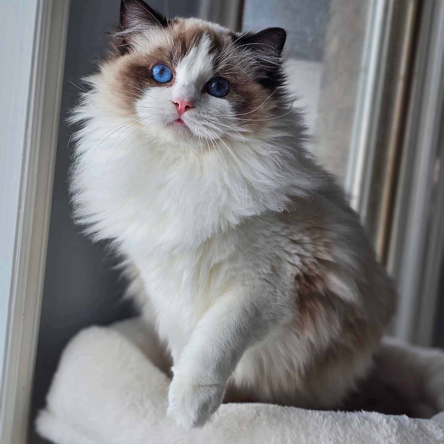 Ohemgee Cattery - Queens