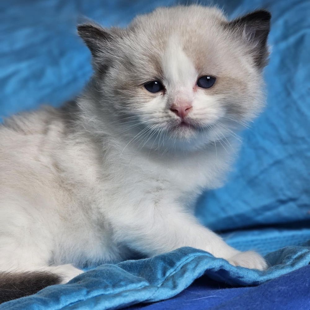 Ohemgee Cattery - Kittens and Pricing