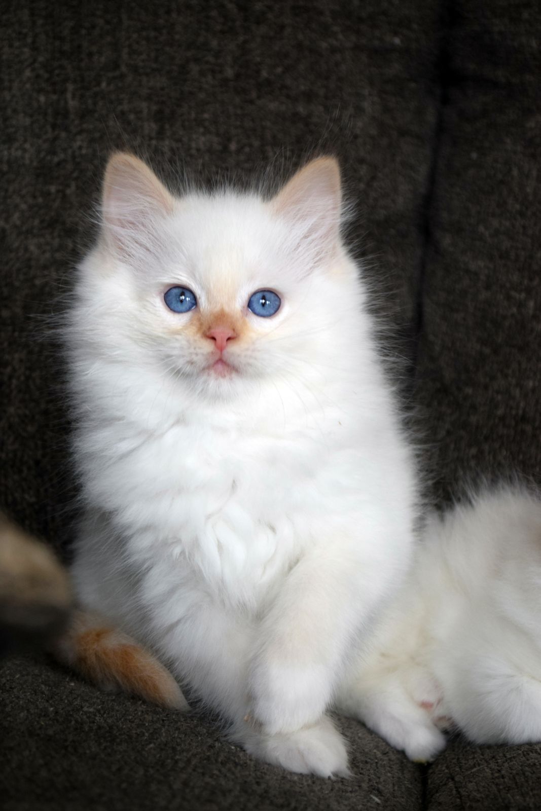 Ohemgee Cattery - Past Kittens