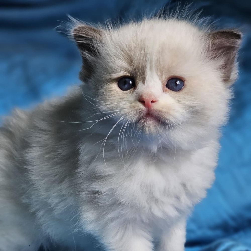 Ohemgee Cattery - Kittens and Pricing