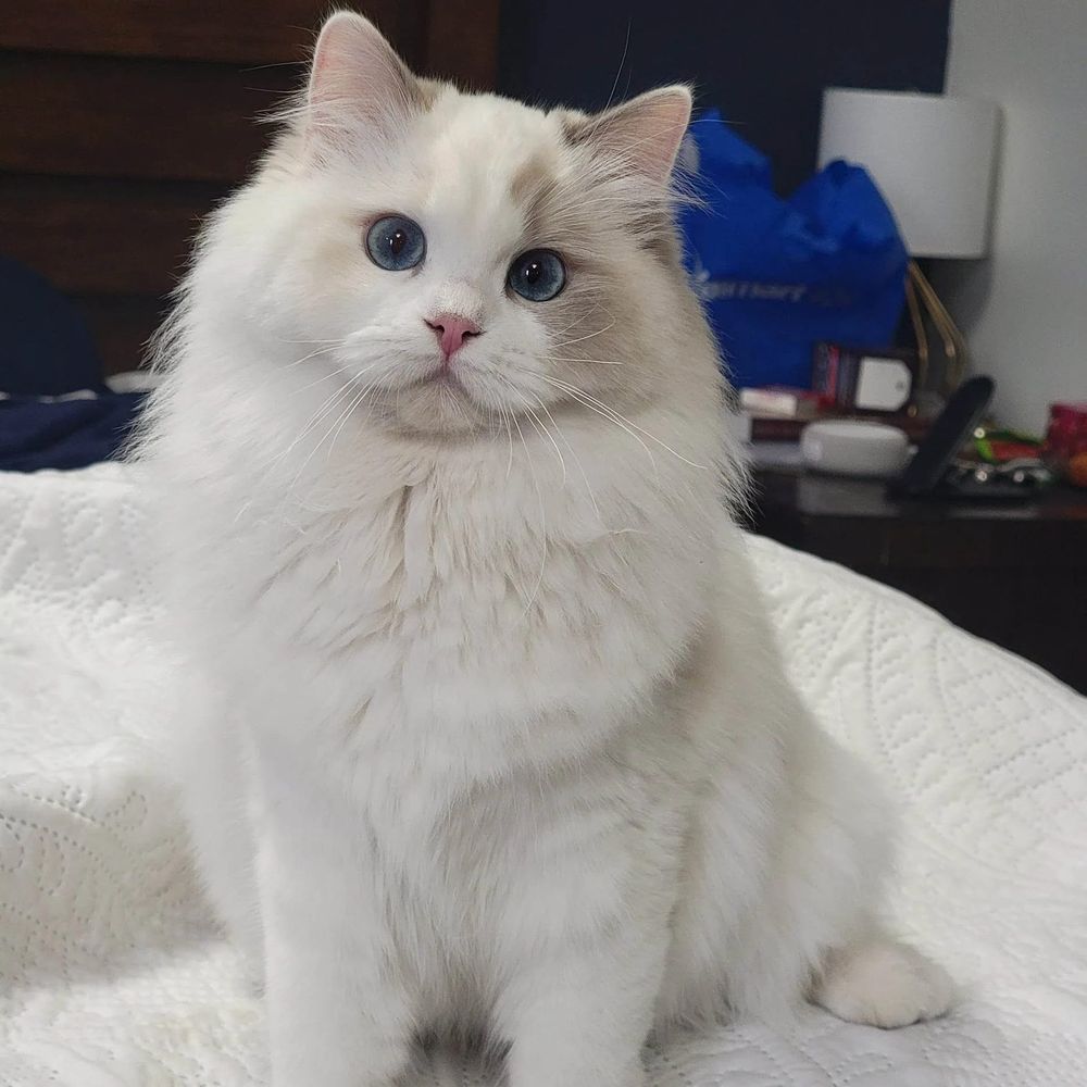 Ohemgee Cattery - Queens