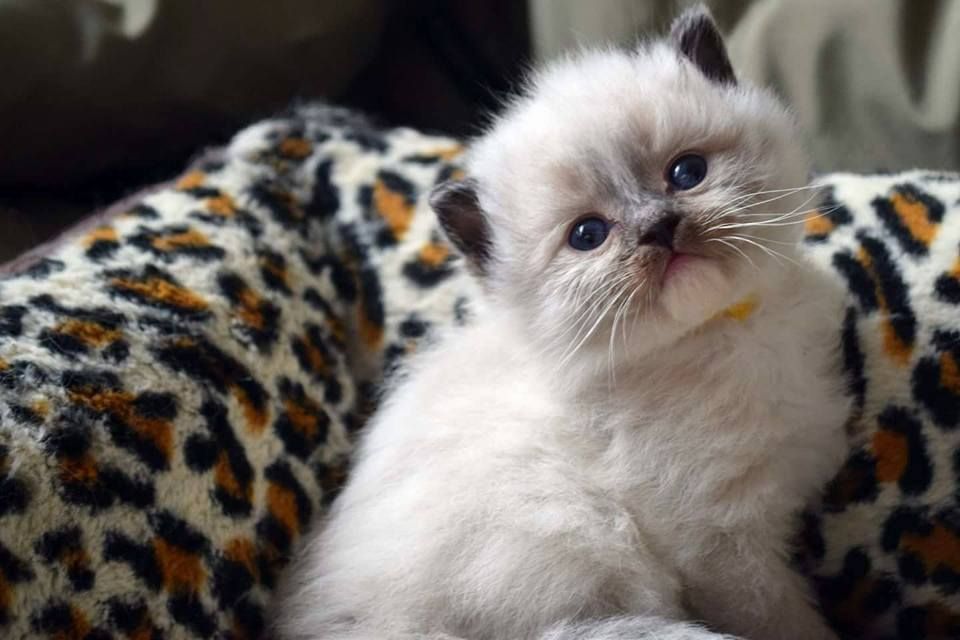 Ohemgee Cattery - Past Kittens