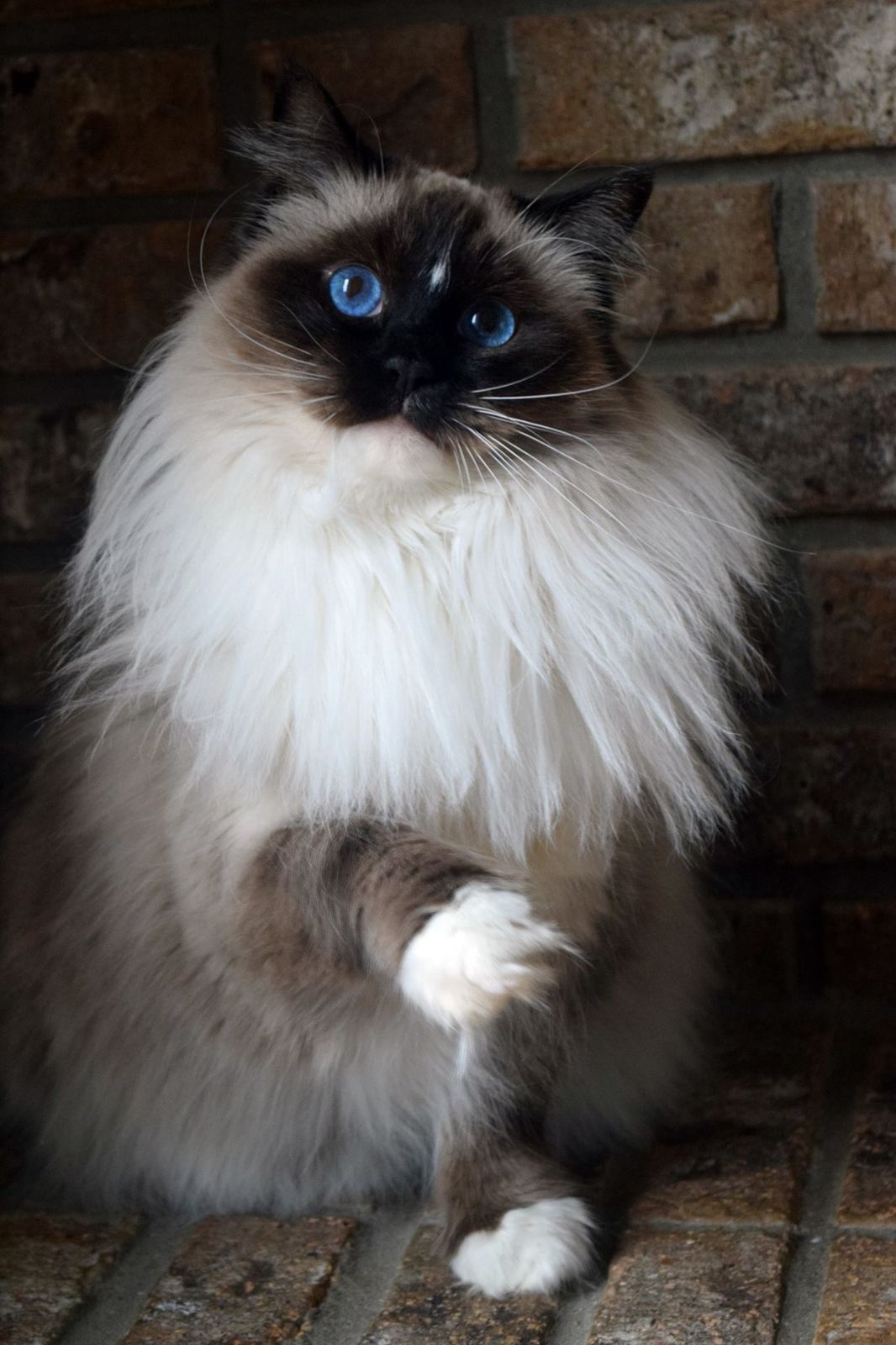 Ohemgee Cattery - Past Kittens