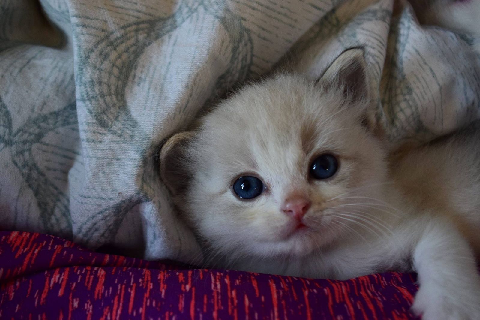Ohemgee Cattery - Past Kittens