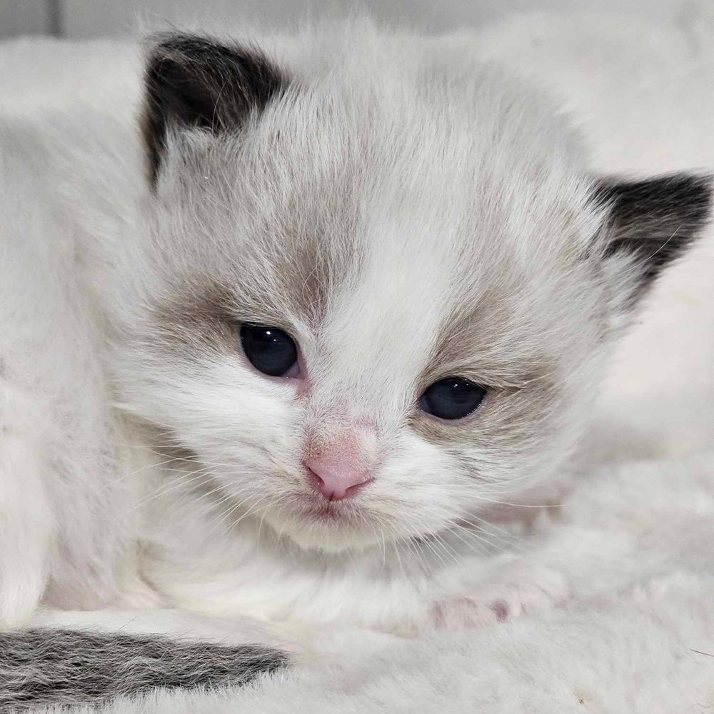 Cute Ragdoll Kittens Ontario | Kittens for Sale Ontario