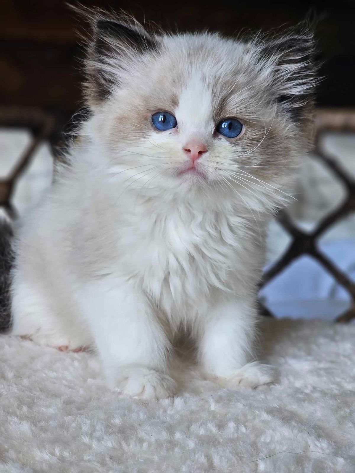 Ohemgee Cattery - Past Kittens