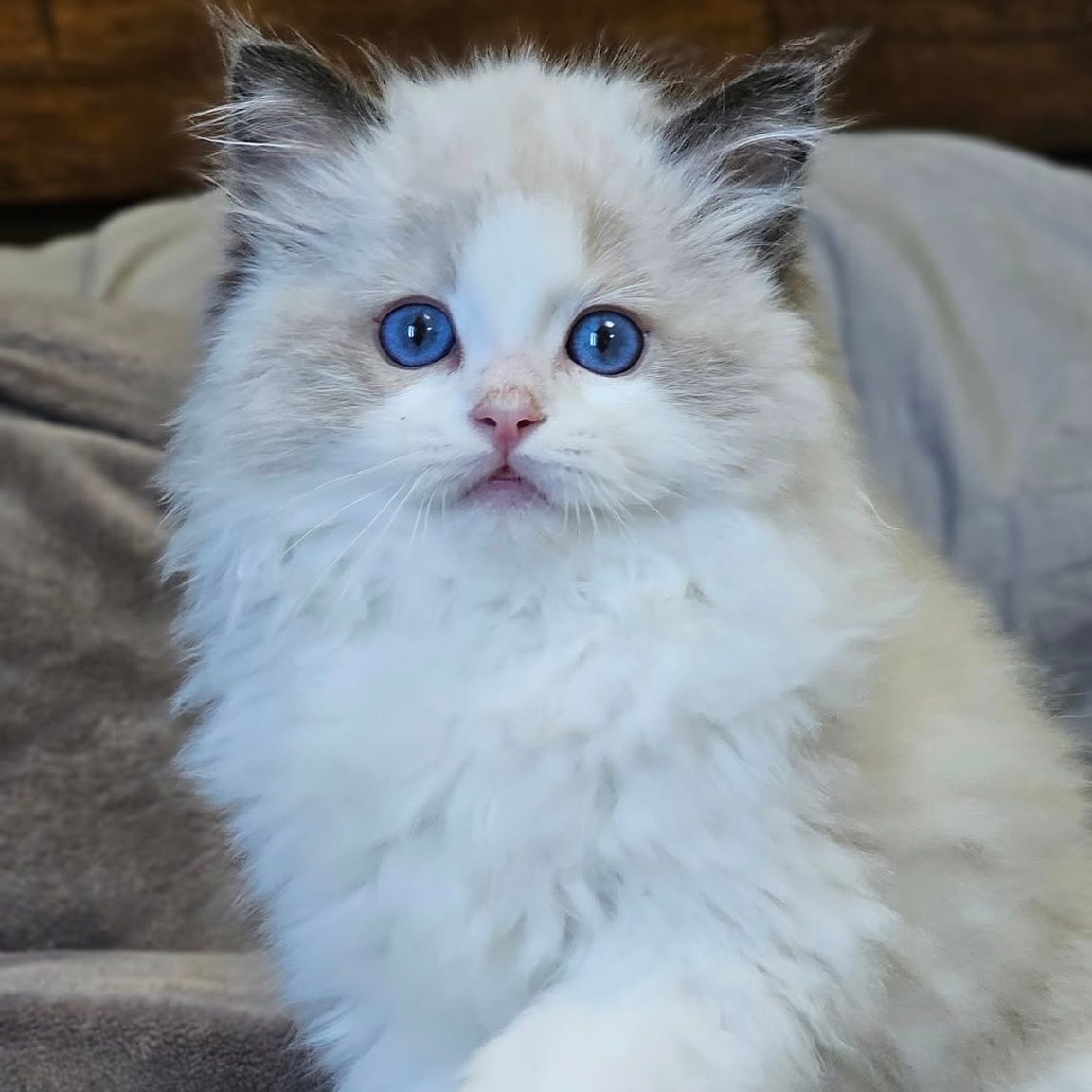 Ohemgee Cattery - Kittens and Pricing