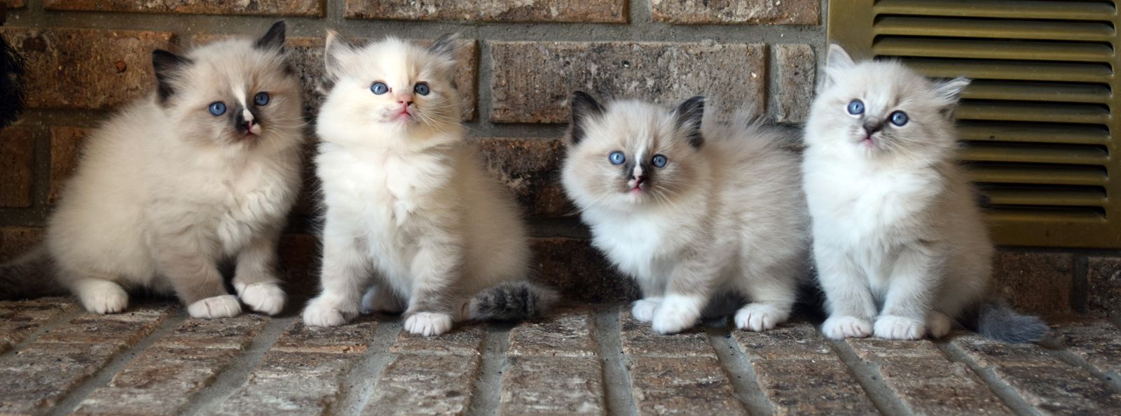 Ohemgee Cattery - Past Kittens