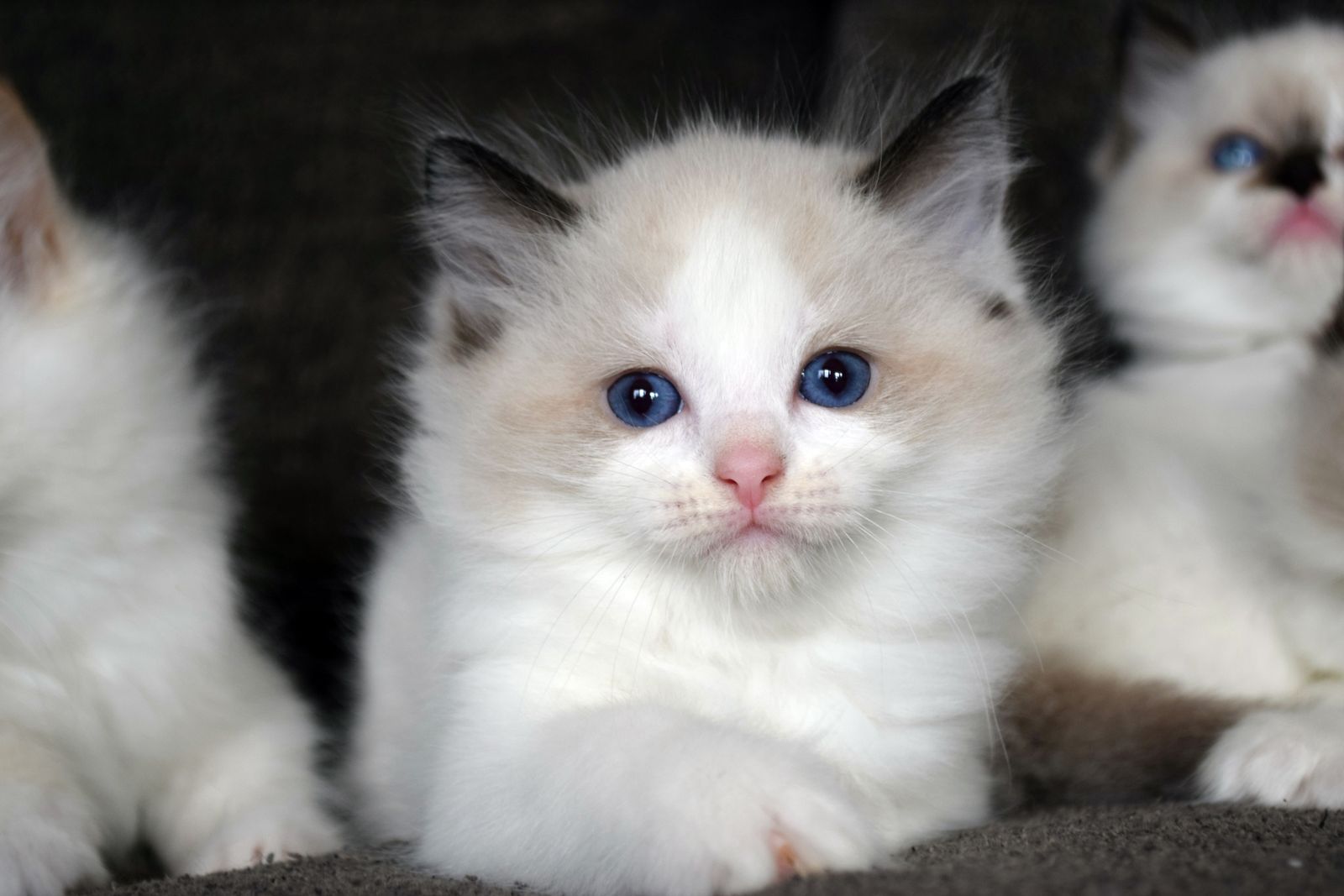 Ohemgee Cattery - Past Kittens