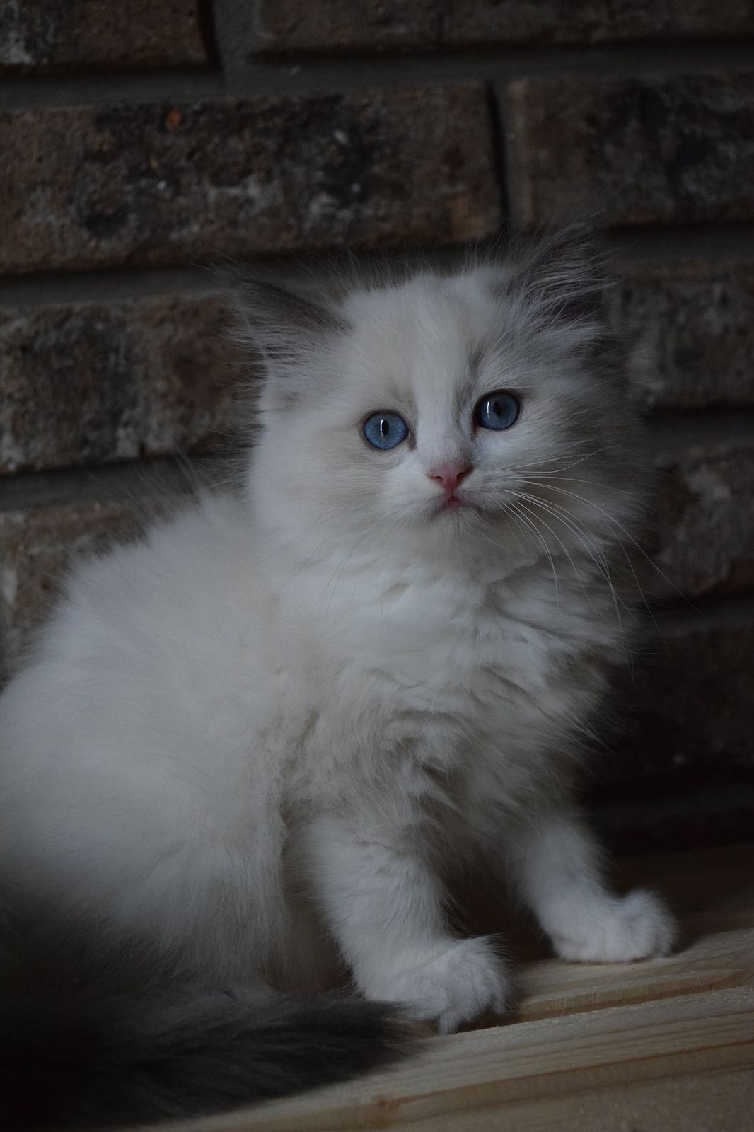 Ohemgee Cattery - Past Kittens