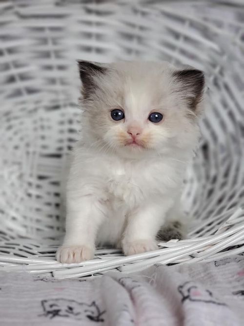 Ohemgee Cattery - More