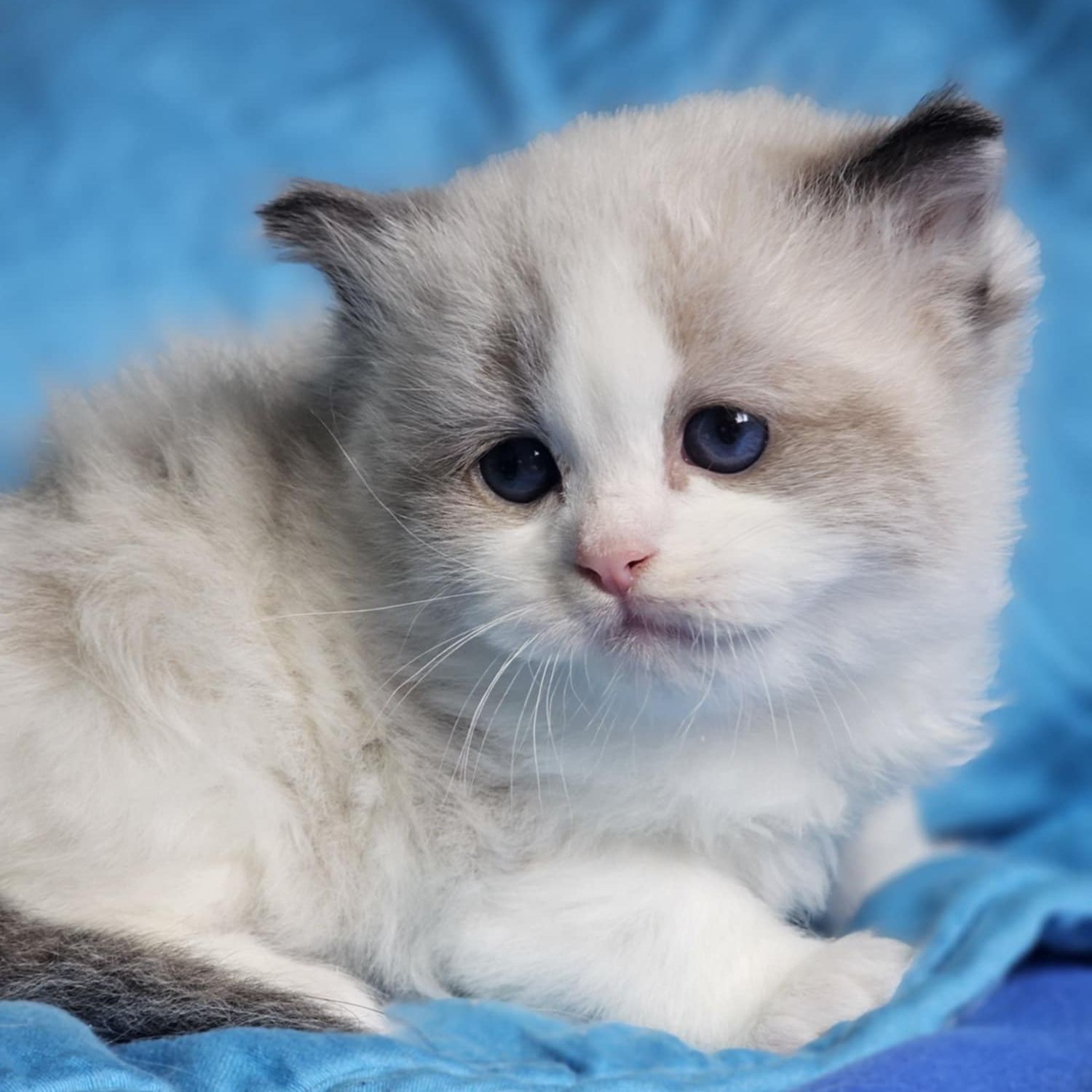 Ohemgee Cattery - Kittens and Pricing