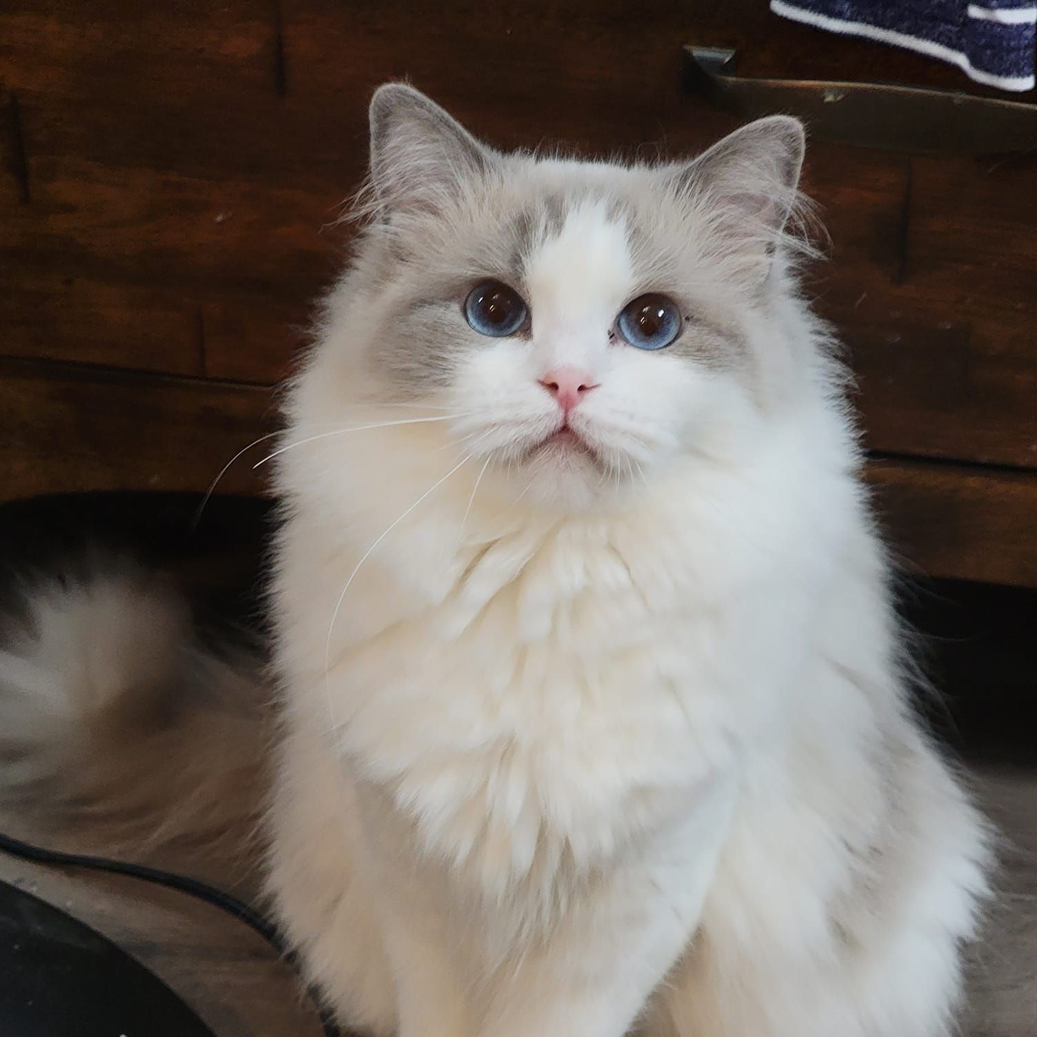 Ohemgee Cattery - breed info