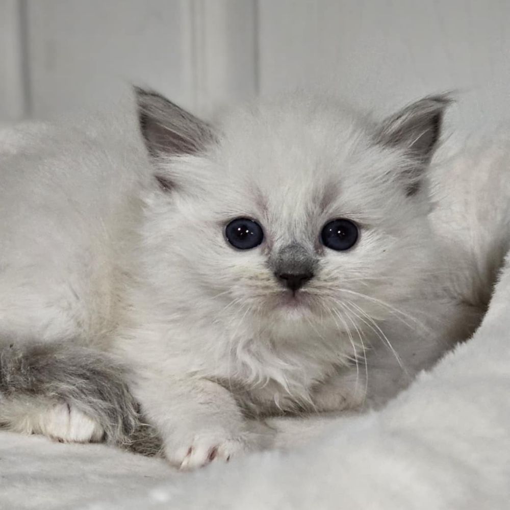 Ohemgee Cattery - Kittens and Pricing