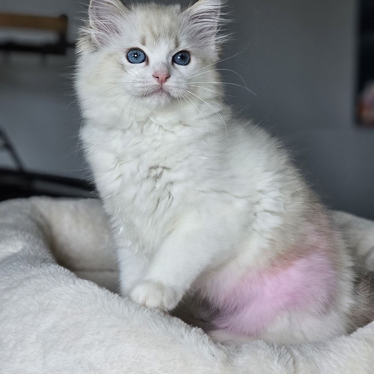 Ohemgee Cattery - Kittens and Pricing