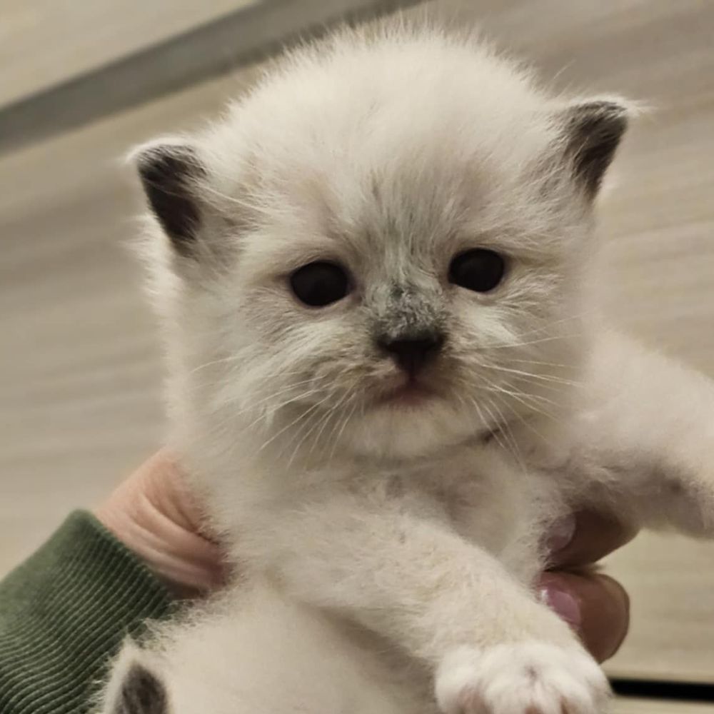 Ohemgee Cattery - Kittens and Pricing