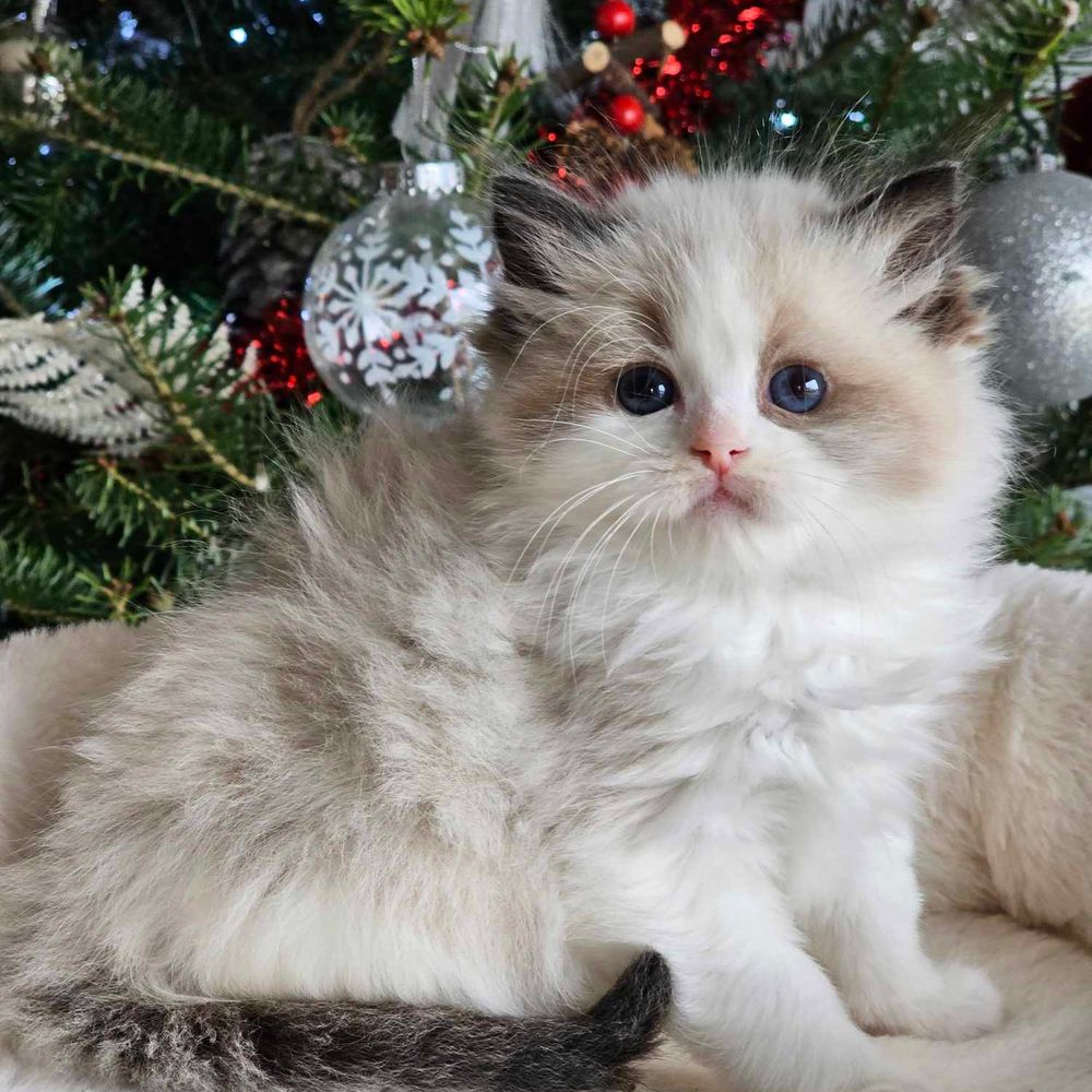 Ohemgee Cattery - Kittens and Pricing