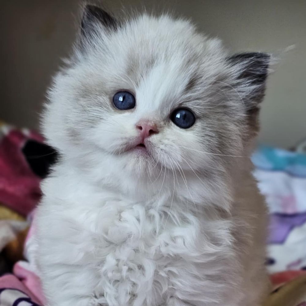 Ohemgee Cattery - Kittens and Pricing