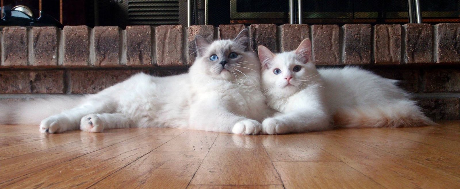 Ohemgee Cattery - Past Kittens