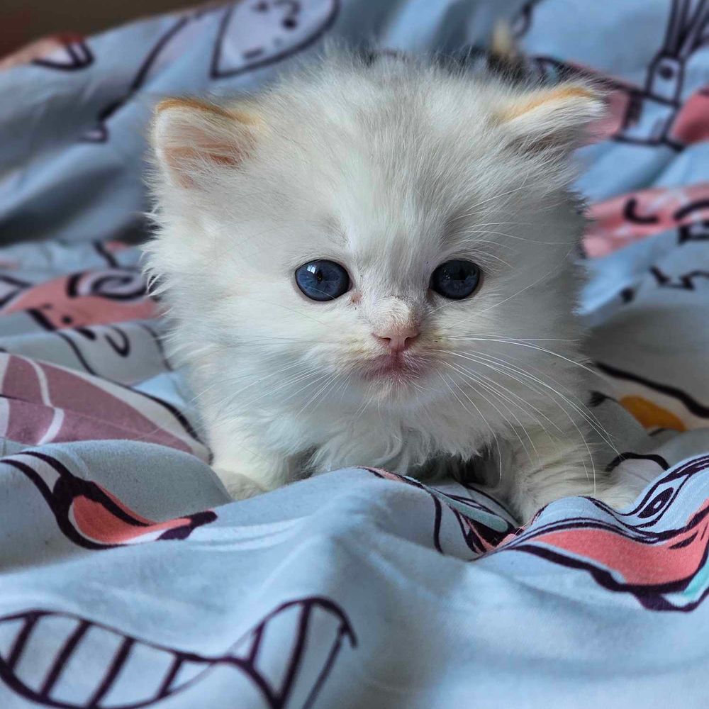 Ohemgee Cattery - Kittens and Pricing