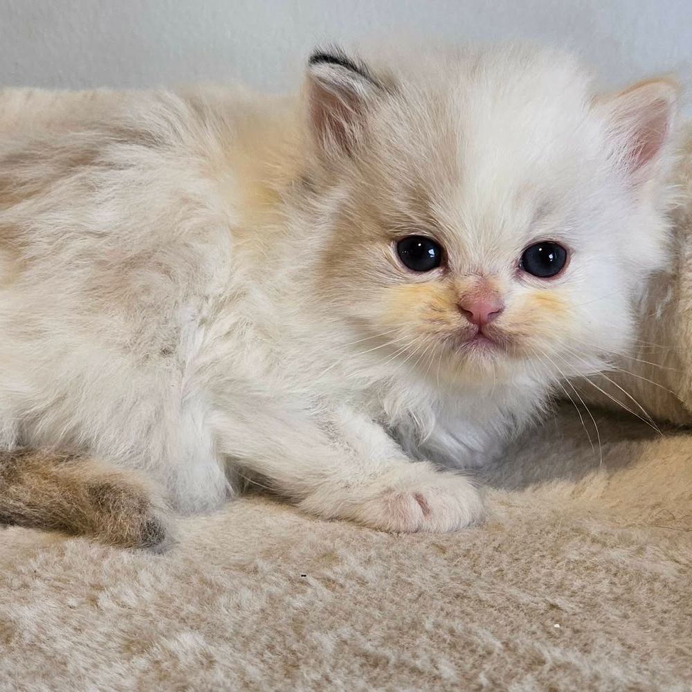 Ohemgee Cattery - Kittens and Pricing
