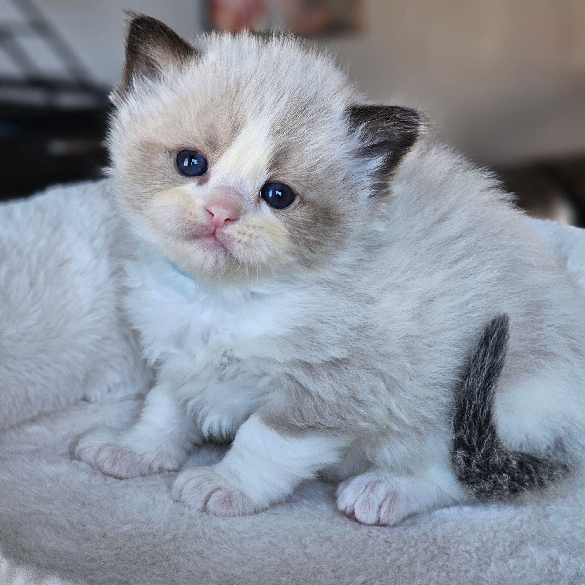 Ohemgee Cattery - Kittens and Pricing