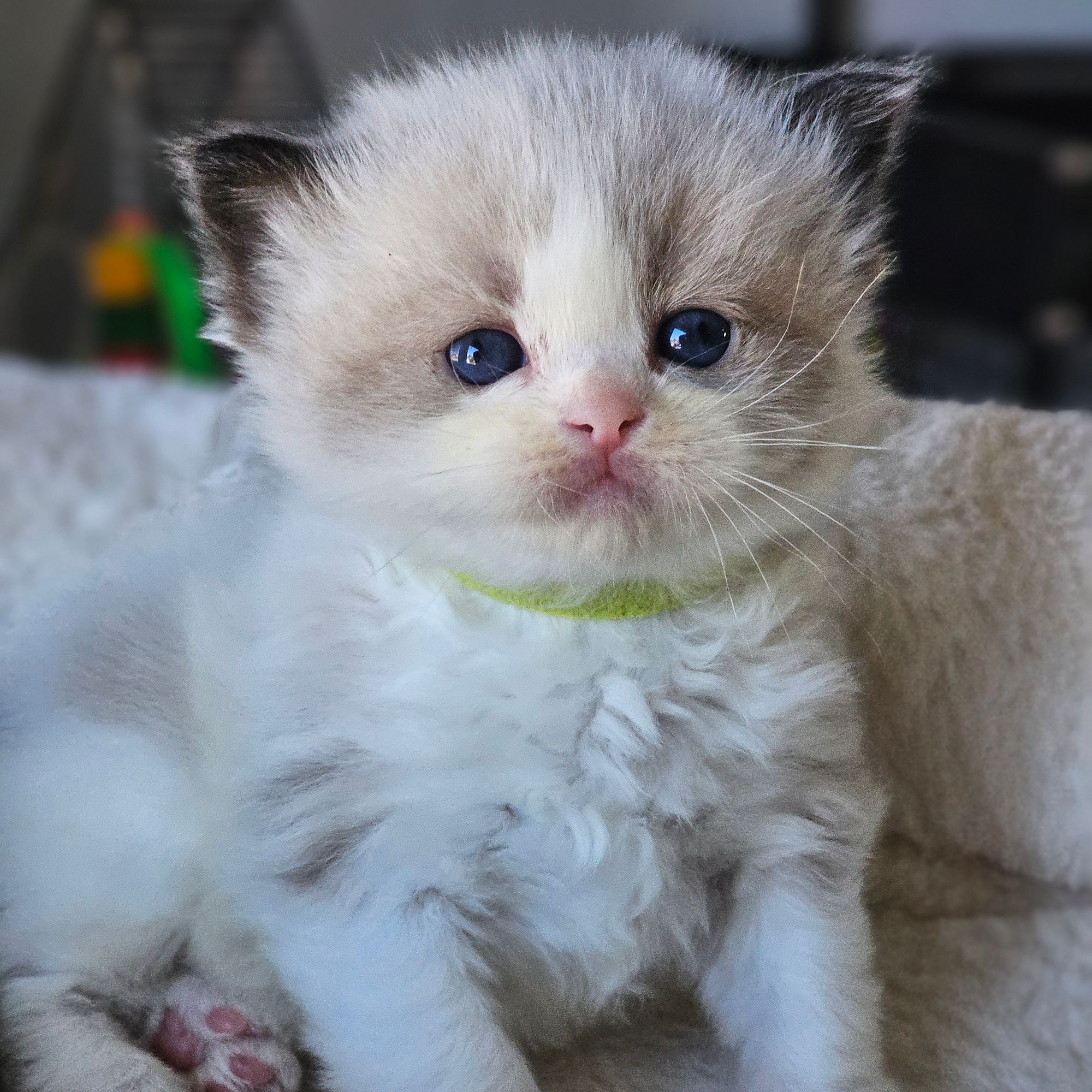 Ohemgee Cattery - Kittens and Pricing