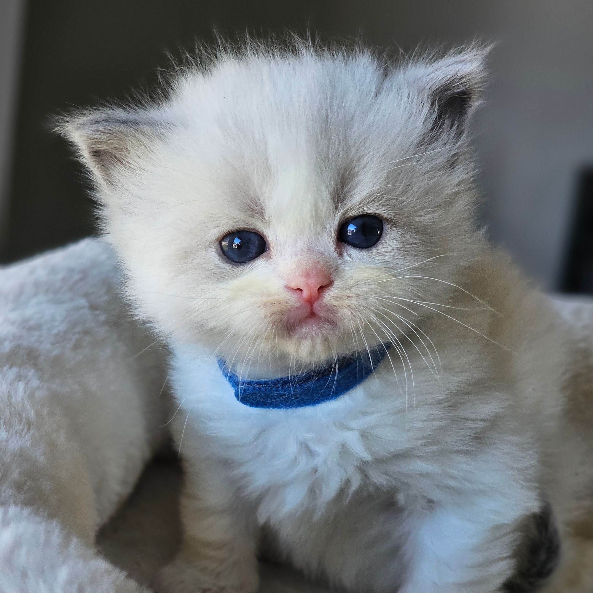 Ohemgee Cattery - Kittens and Pricing